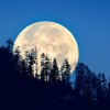 Иконка канала MoonLick