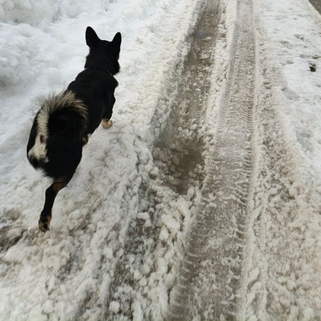 Иконка канала Про собачек