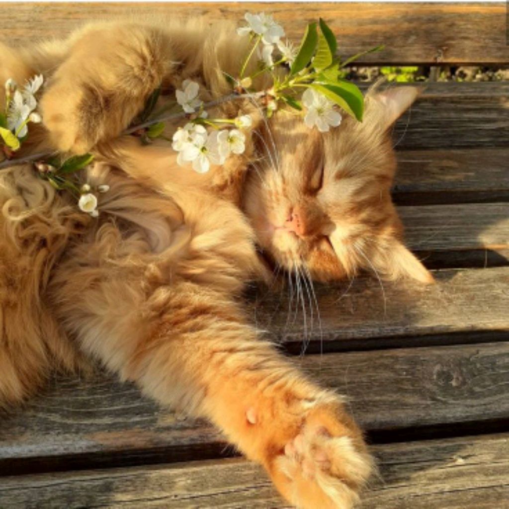 Иконка канала :"𝐟𝐚𝐦𝐢𝐥𝐲 𝐌𝐢𝐚!!. "🌷𖤐⭒๋࣭ ⭑☕:,"