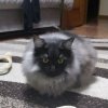 Иконка канала Кот Кот 12345