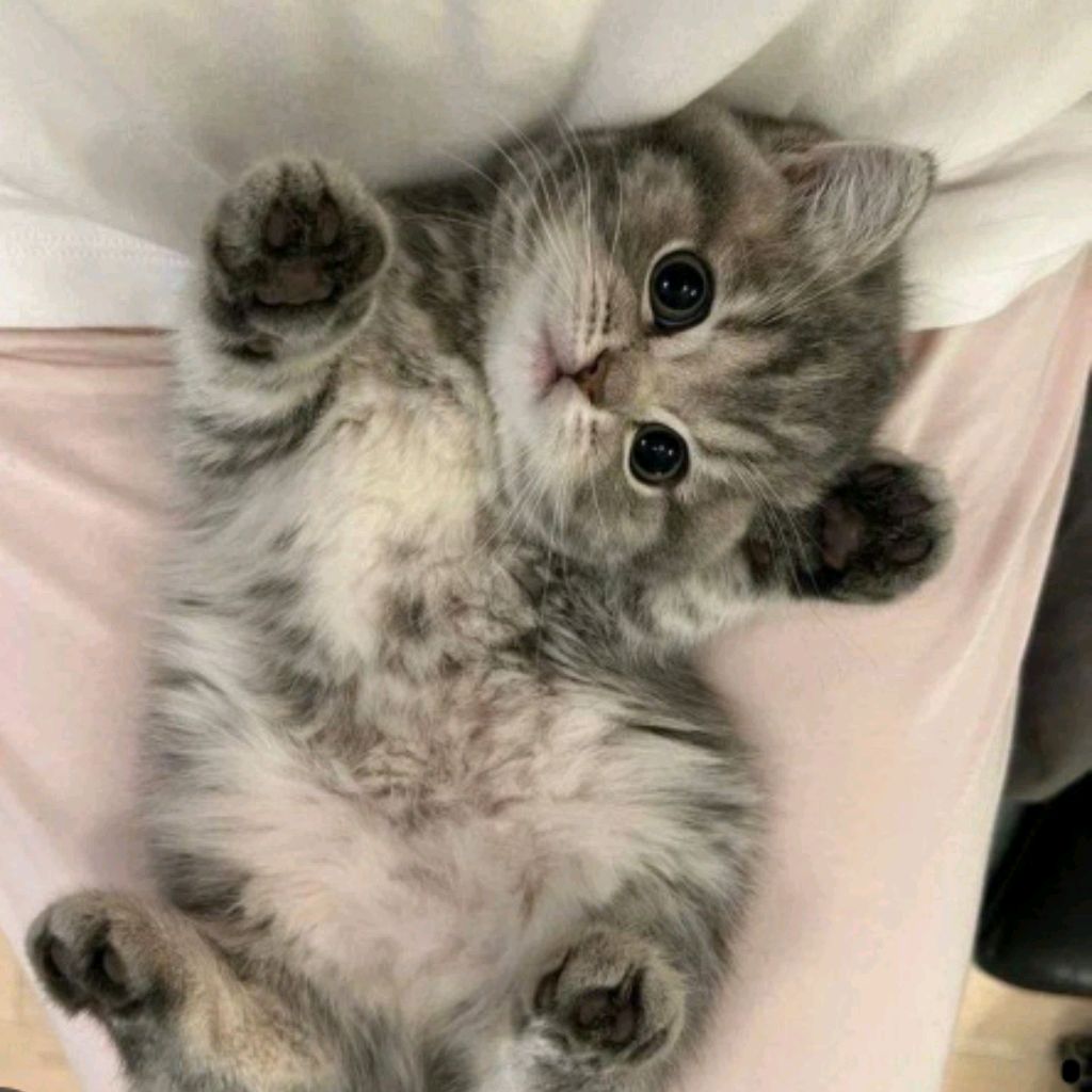 Иконка канала Соня I Love You 🐨