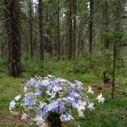 Иконка канала Природа
