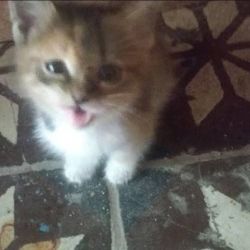 Иконка канала лешка спун