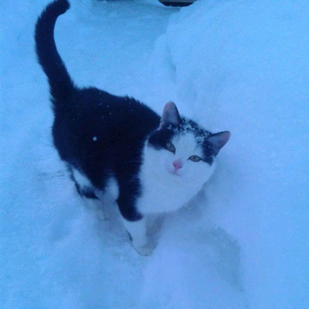 Иконка канала ARSENKA