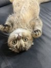 Иконка канала Лапки Лулу🐾🐈