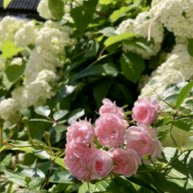 Иконка канала Цветы в саду или Дачные Радости