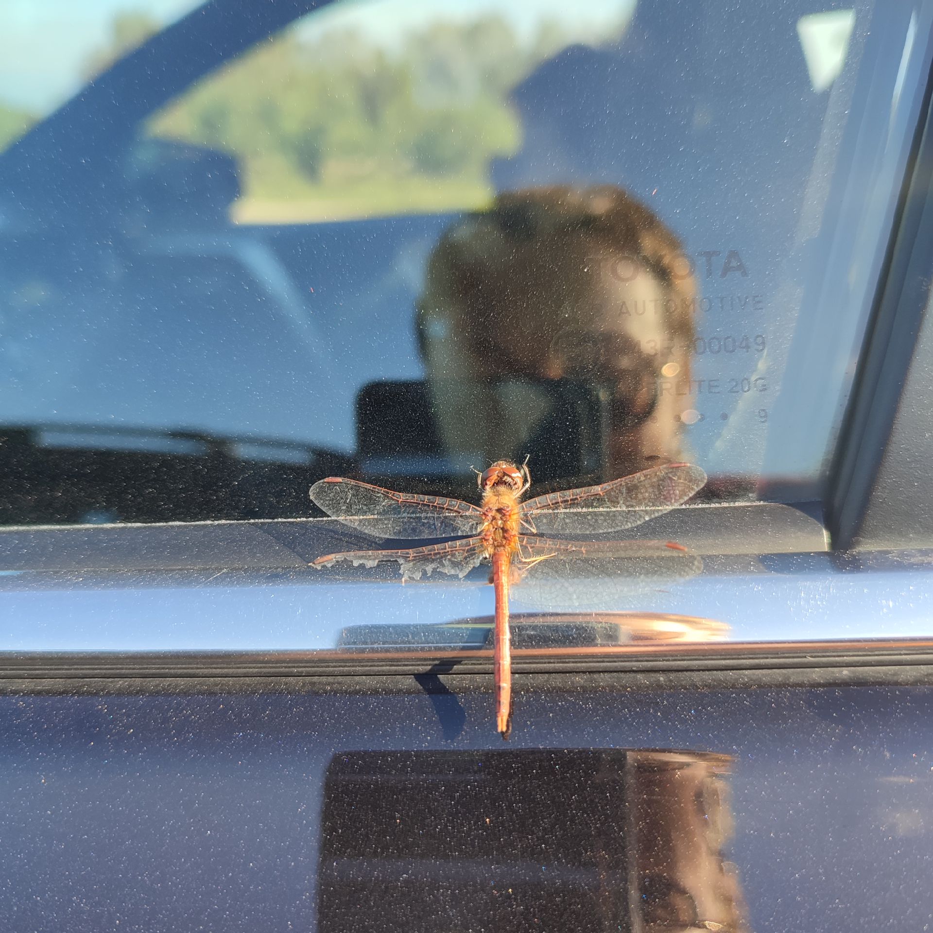 Иконка канала Юлия Денисова "Автотрезвость"