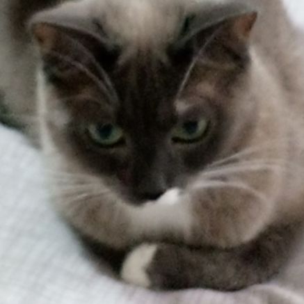 Иконка канала КОШАЧЁК