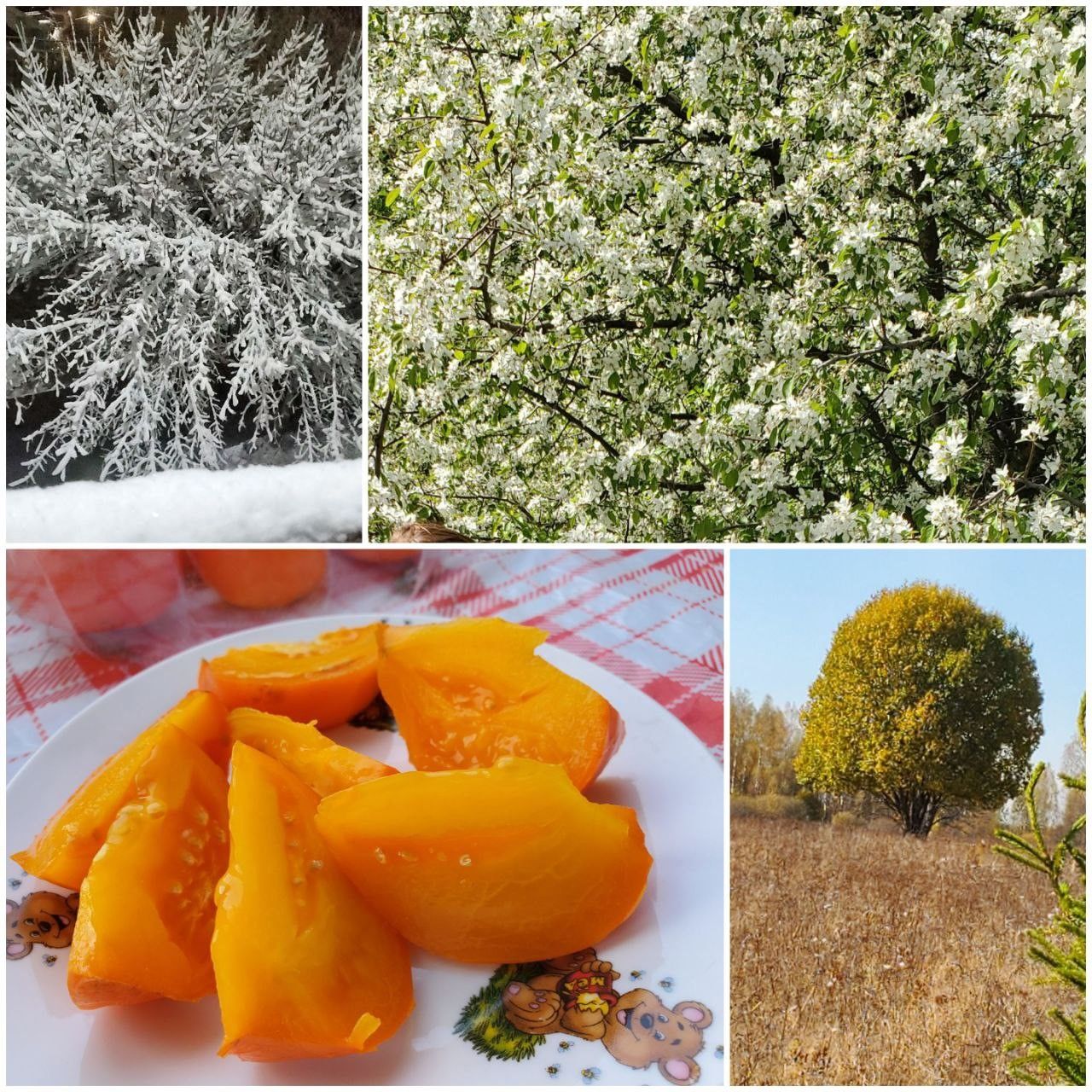 Иконка канала МОИ ОГОРОДНЫЕ СЕЗОНЫ