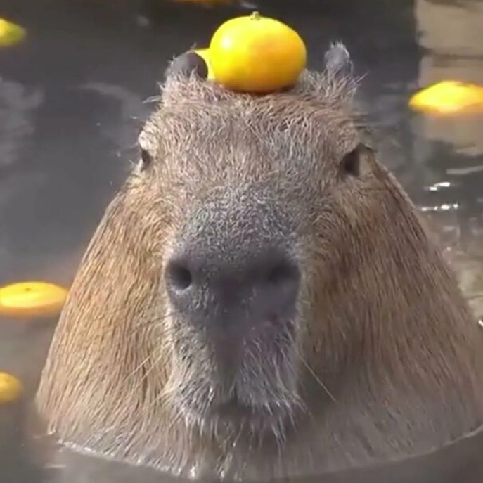 Иконка канала Капибара играющая в клеш рояль