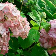 Иконка канала Учимся на своих ошибках. Сад, Огород и не только