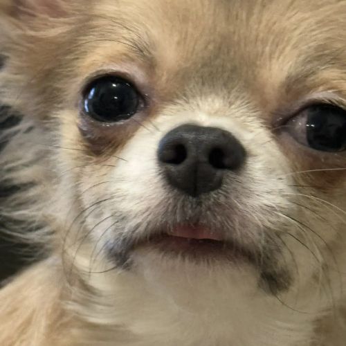 Иконка канала Белла Чихуахуа