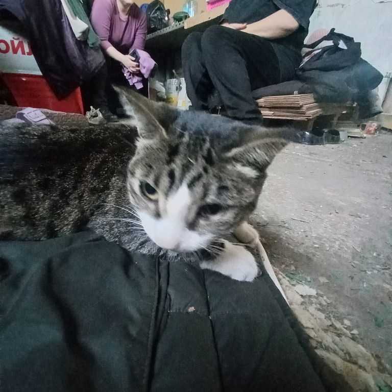 Иконка канала Муся Кошка🐱🐈⬛🐈