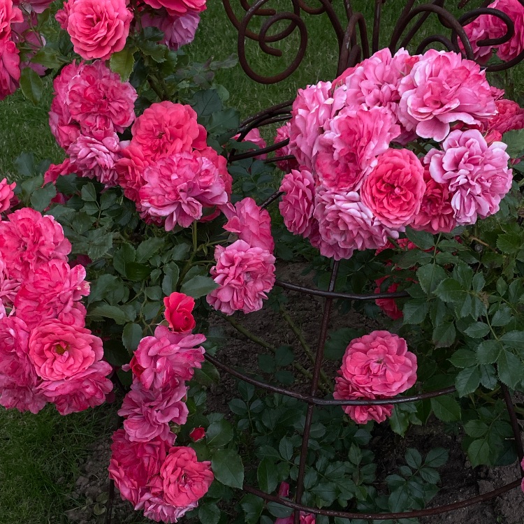 Иконка канала Садовые рассказки