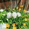 Иконка канала Я садовником родился