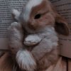 Иконка канала Лерусикс11 🌷