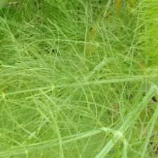 Иконка канала Зеленая Лавка