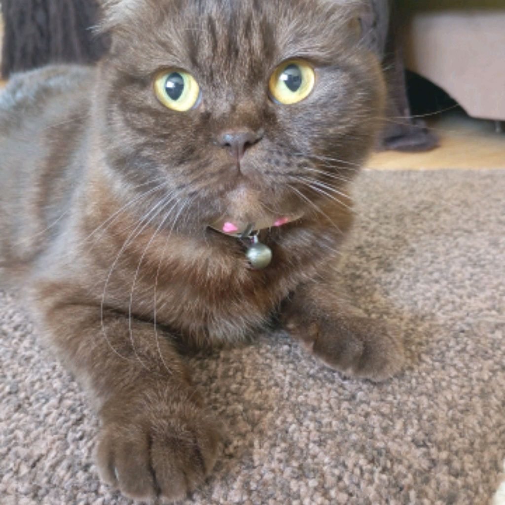 Иконка канала Котик♥️♥️♥️🐈⬛🐈⬛🐈🐈🐱