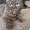 Иконка канала Котик♥️♥️♥️🐈⬛🐈⬛🐈🐈🐱
