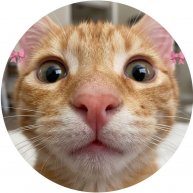 Иконка канала Кошачий Винегрет