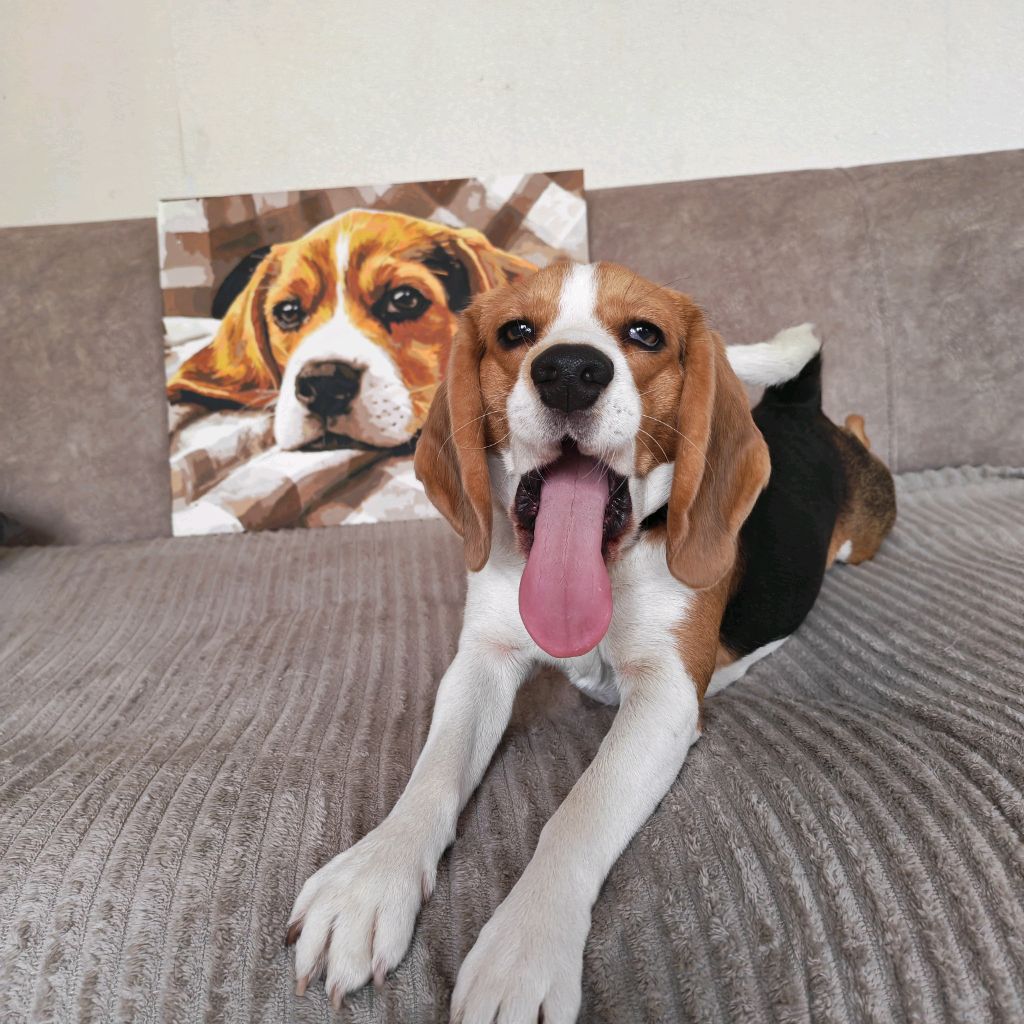 Иконка канала Дневник Бигля | Beagle Diary