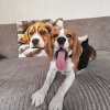Иконка канала Дневник Бигля | Beagle Diary