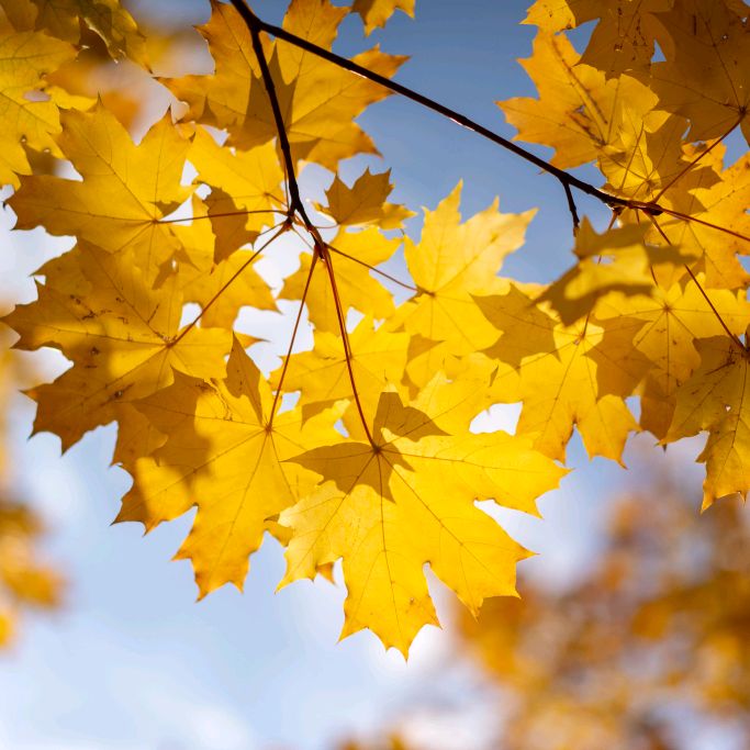 Иконка канала 🍁🦋Måpłę ẞŧåŗ 🦋🍁