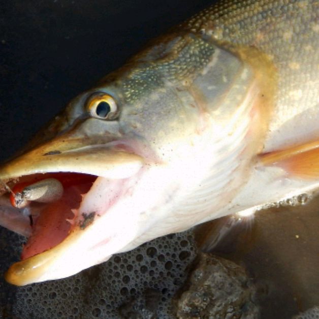 Иконка канала Клинок Пожиратель Рыб