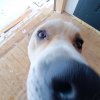 Иконка канала ByriMedvet