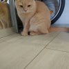 Иконка канала Белый Кот