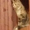 Иконка канала Cat_77312596