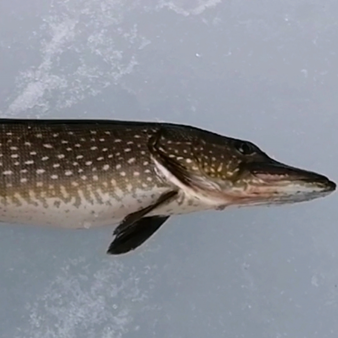 Иконка канала ПРИРОДА (В) ЖИЗНИ!