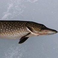 Иконка канала ПРИРОДА (В) ЖИЗНИ!