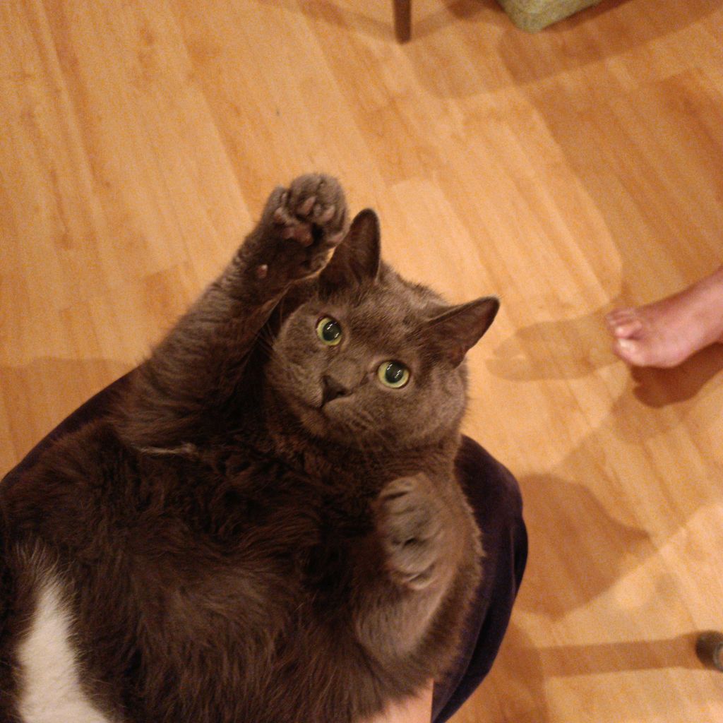 Иконка канала Йелосов