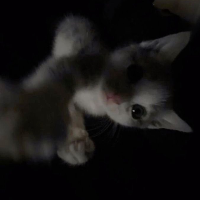 Иконка канала kkkotik