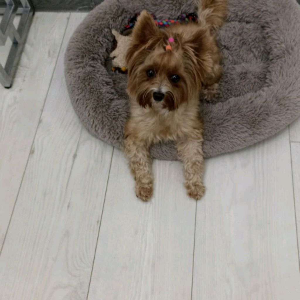 Иконка канала DuckNise1