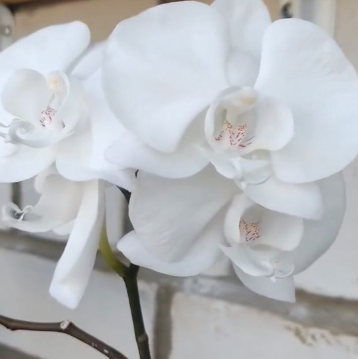 Иконка канала Коротко о комнатных цветах