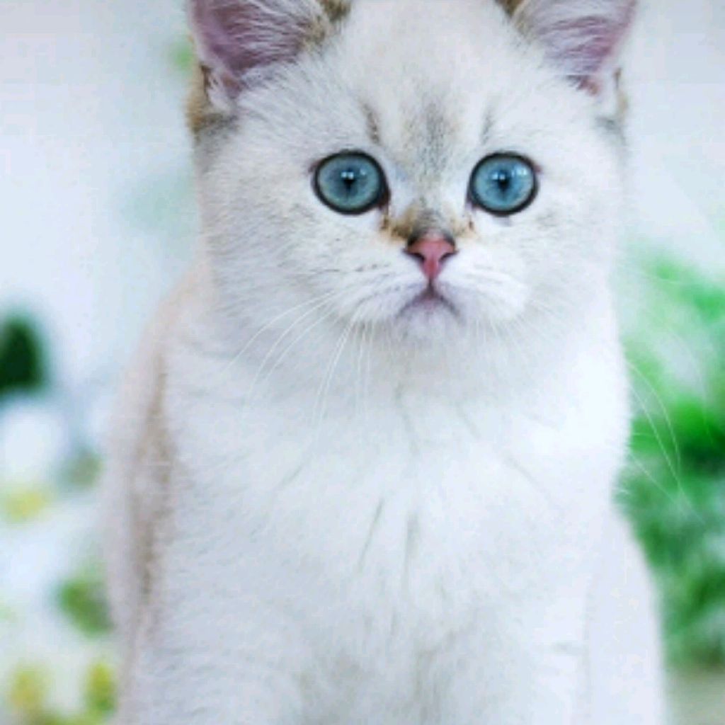 Иконка канала Mira Cat