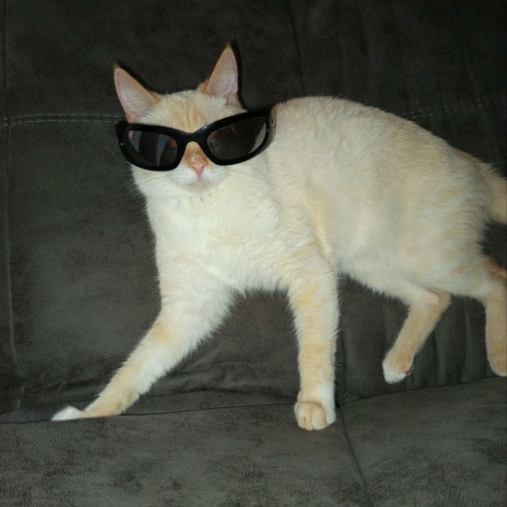 Иконка канала Cat.Salem