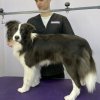 Иконка канала Бордер Колли. Nord Clover