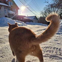 Иконка канала МирКот