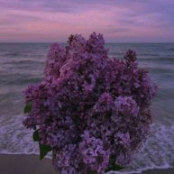 Иконка канала Сирень💐