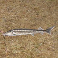 Иконка канала channel77375257