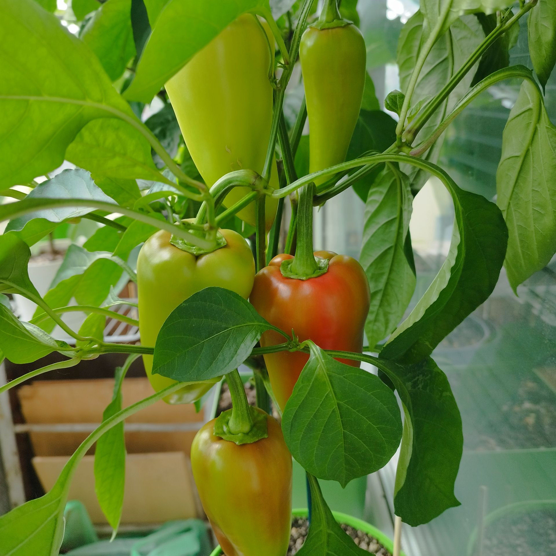 Иконка канала ОГОРОД на подоконнике