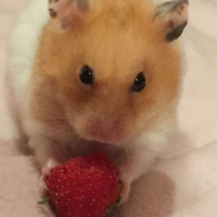 Иконка канала hamsters ⋆. 𐙚 ˚