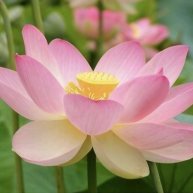 Иконка канала 💕Таро и Люди🌍🕊️