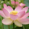 Иконка канала 💕Таро и Люди🌍🕊️