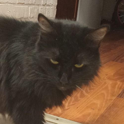 Иконка канала 🌙 луна 🌙