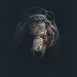 Иконка канала TrueStalking