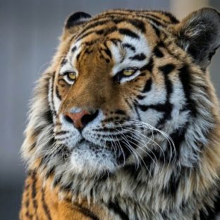 Иконка канала Прибалтийский Тигр